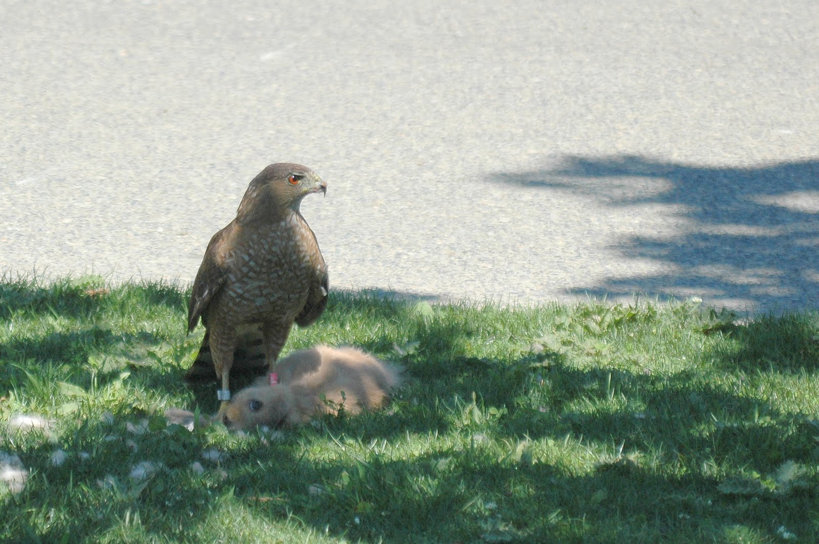 Backyard Beasts: Tick Tock! It's Rabbit Time...