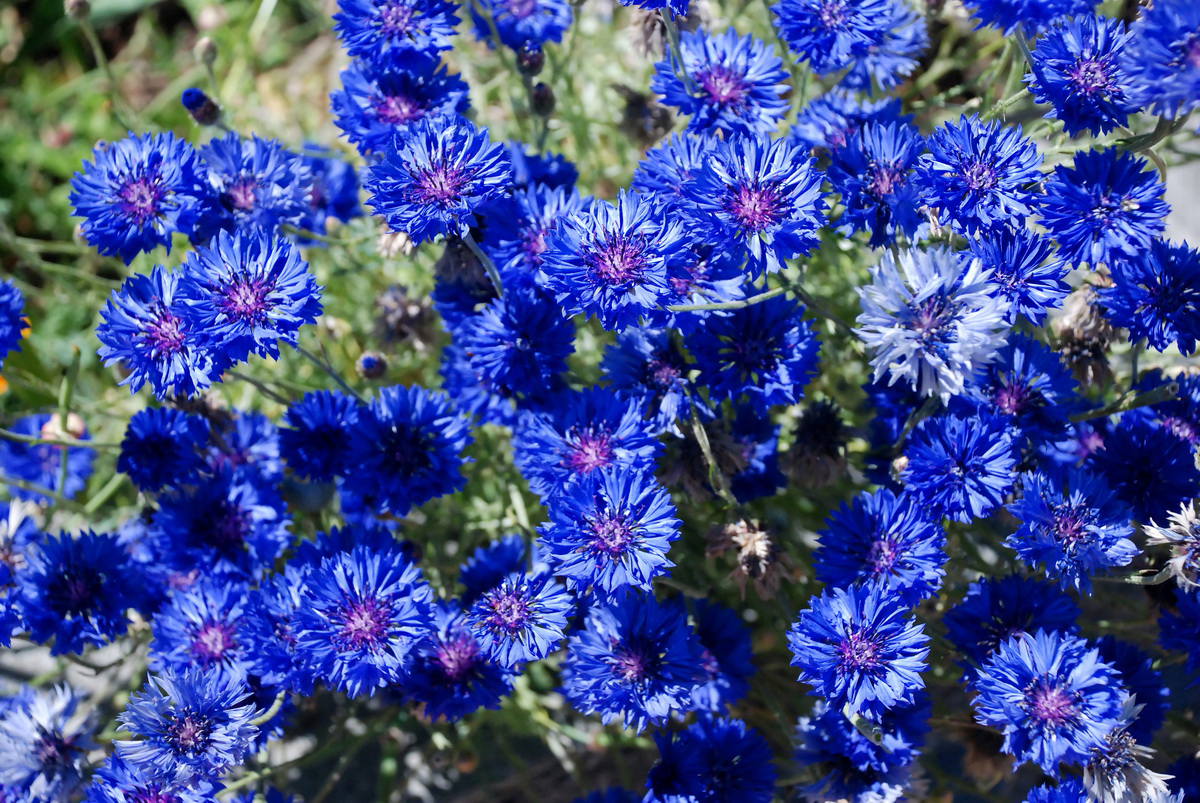 Blue cornflowers (10 pictures)|Pictures of flowers