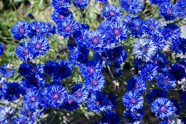 Blue cornflowers (10 pictures)|Pictures of flowers