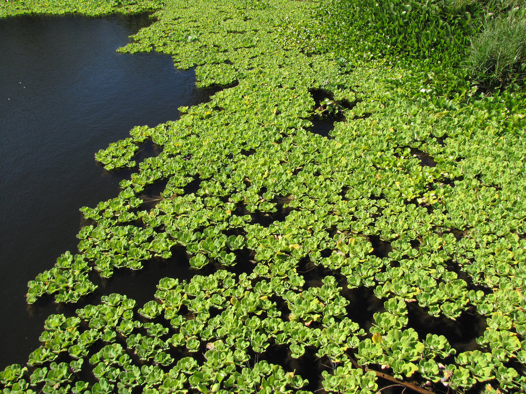 Earth and Space News: Americanized Water Lettuce Gardens Away From ...