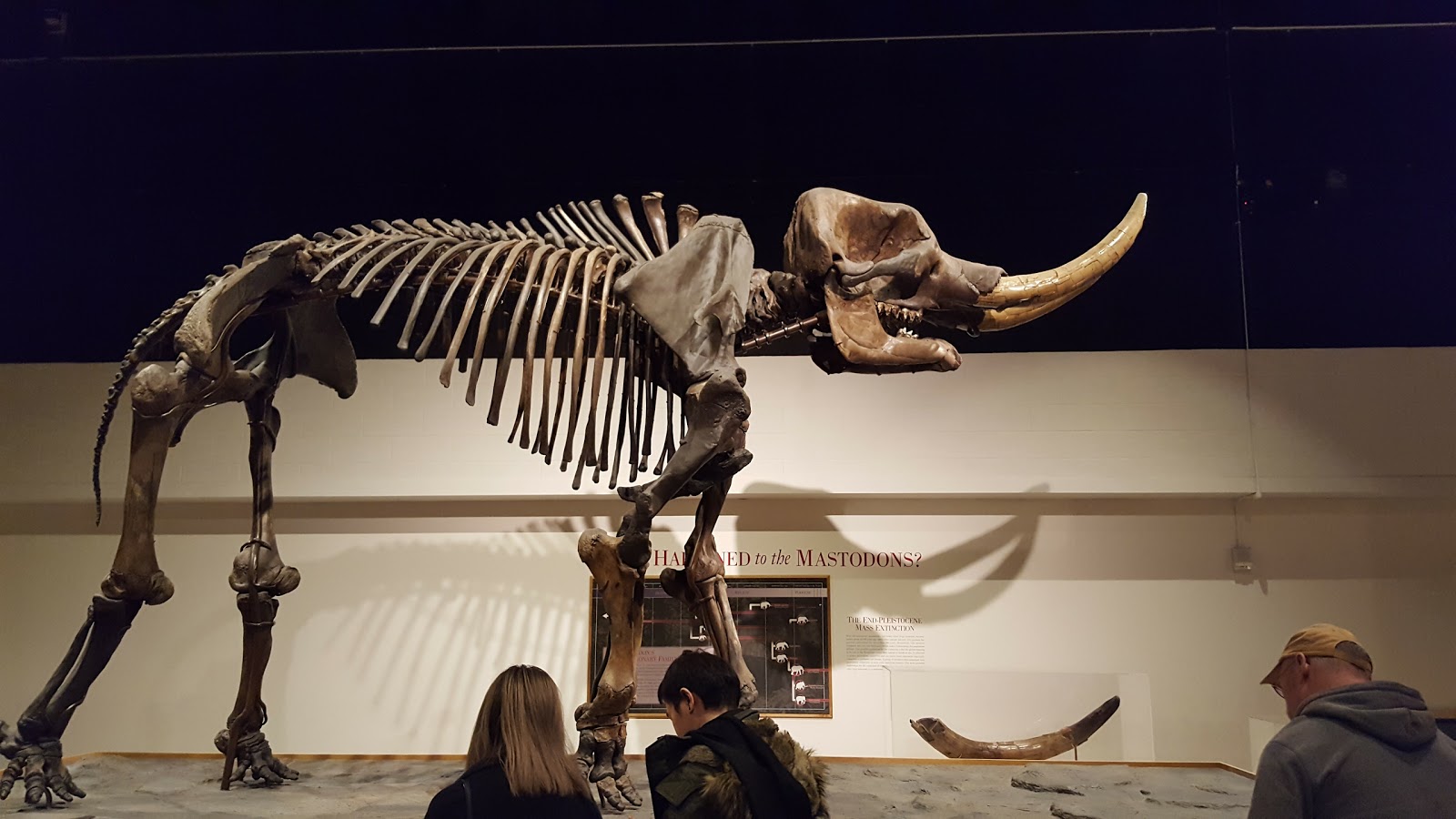 Professor Roundy's Education Blog: Consequences of Overspecialization ...