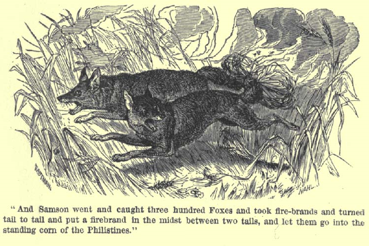 Does God care about animals?