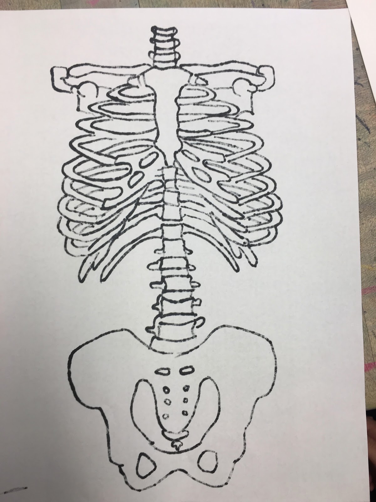 Art Room Blog: 5th grade Skeleton Torso Project...