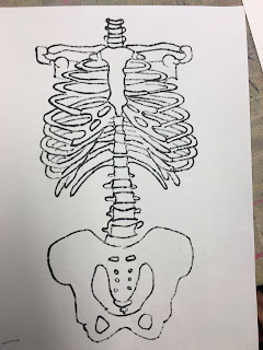 Art Room Blog: 5th grade Skeleton Torso Project...