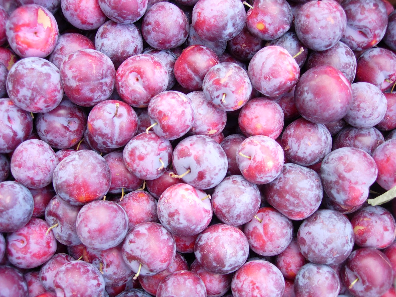 Napa Farmers Market: June 2012