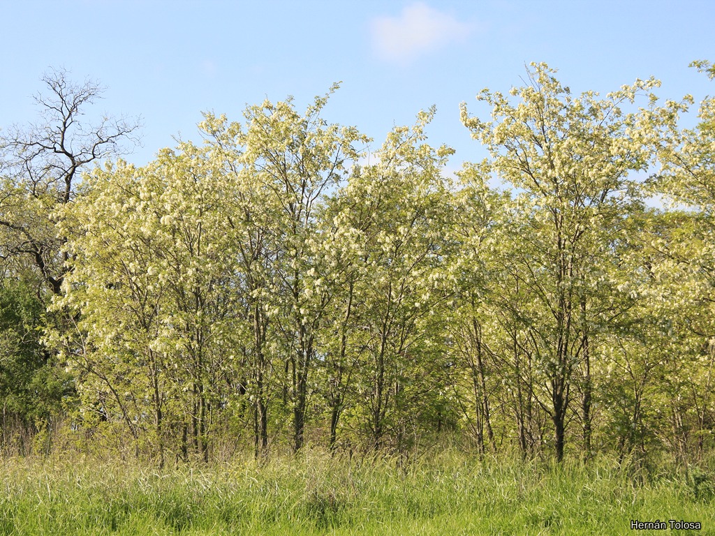 Flora Bonaerense: Acacia blanca (Robinia pseudoacacia)