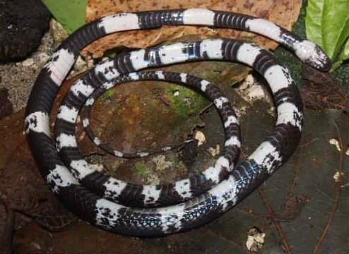 Species New to Science: [Herpetology • 2017] Lycodon sidiki • A New ...