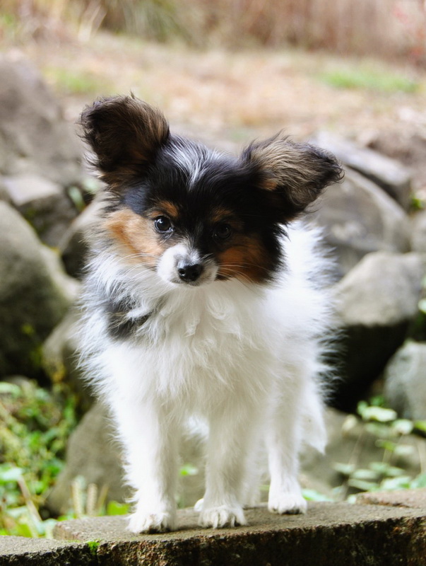 Road's End Papillons : 12 Weeks old Papillon Sibblings