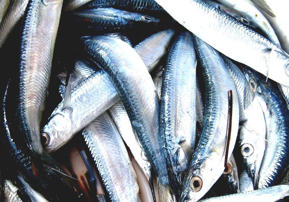 Ballyhoo - Ballyhoo Fish