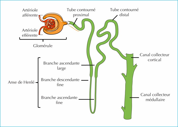Anatomie urinaire | Récap' IDE