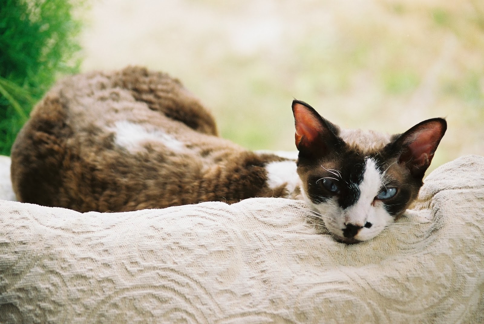 Through My Canadian Eyes: HONORABLE CAT