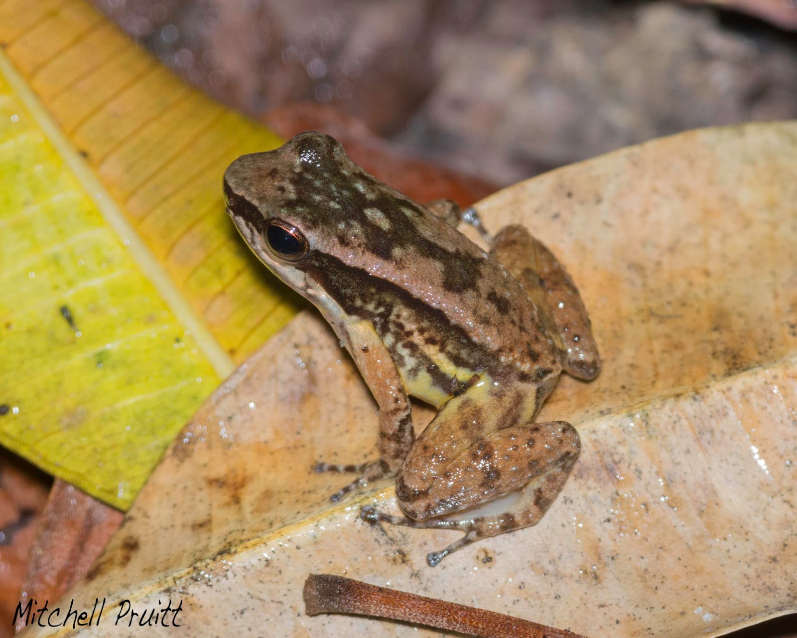 The Great Outdoors(man): The Land of the Hummingbirds, Trinidad and Tobago