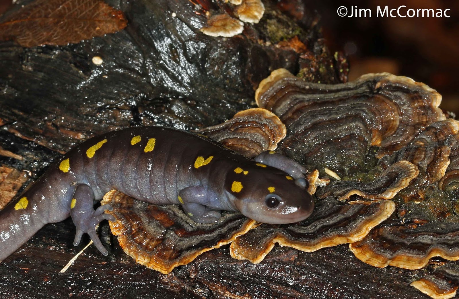 Ohio Birds and Biodiversity: Salamander (mega) migration!