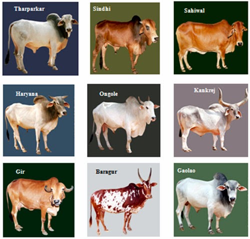 Bharat : भारतीय देशी गायों का वर्गीकरण/प्रकार ( Type of Indian Cow )