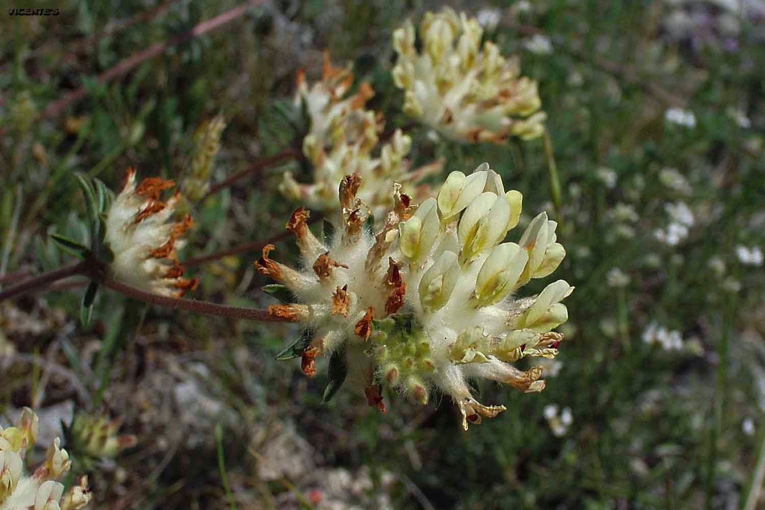 Las flores silvestres de Hormaza: Anthyllis vulneraria