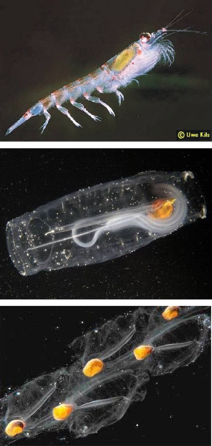 Antarctic Salp Genomics Cruise 2011: WHY ARE WE HERE?