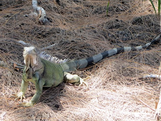 From Lois' Hands: Iguanas on Coco Cay, Bahamas