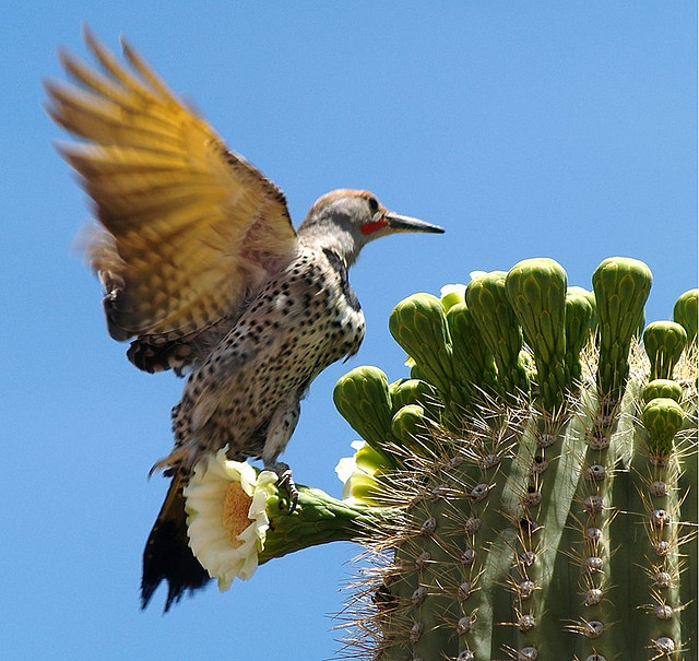 Arizona: Beetles, Bugs, Birds and more: Non-insect Pollinators of ...