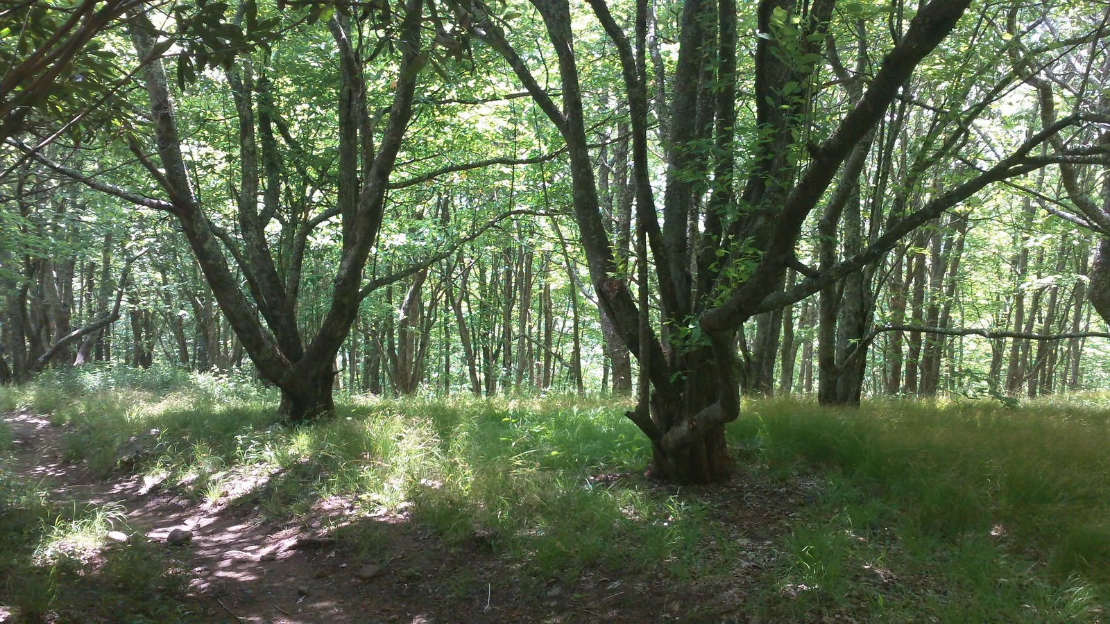 GSMNP - HIKER: Hike to Spence Field via Leads Cove