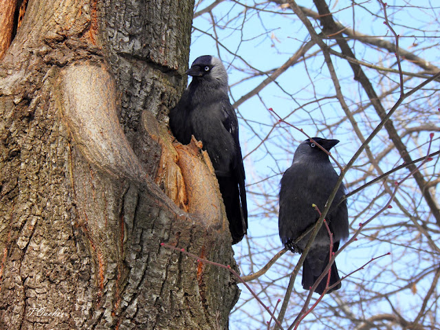 PASARI DIN ROMANIA: STANCUTA, Corvus monedula