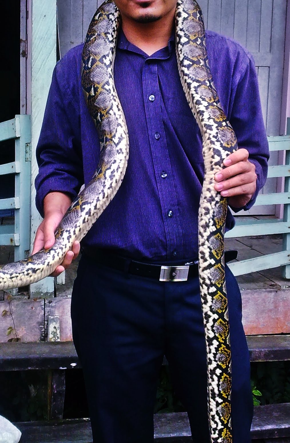 ULAR SAWA SI OPORTUNIS