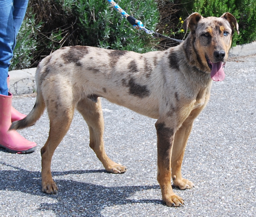 Diario de perros y gatos para adoptar: Pinto ADOPTADO!!!