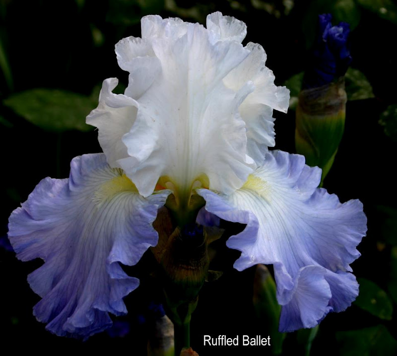 World of Irises: Irises: The Best and the Bluest, Part One
