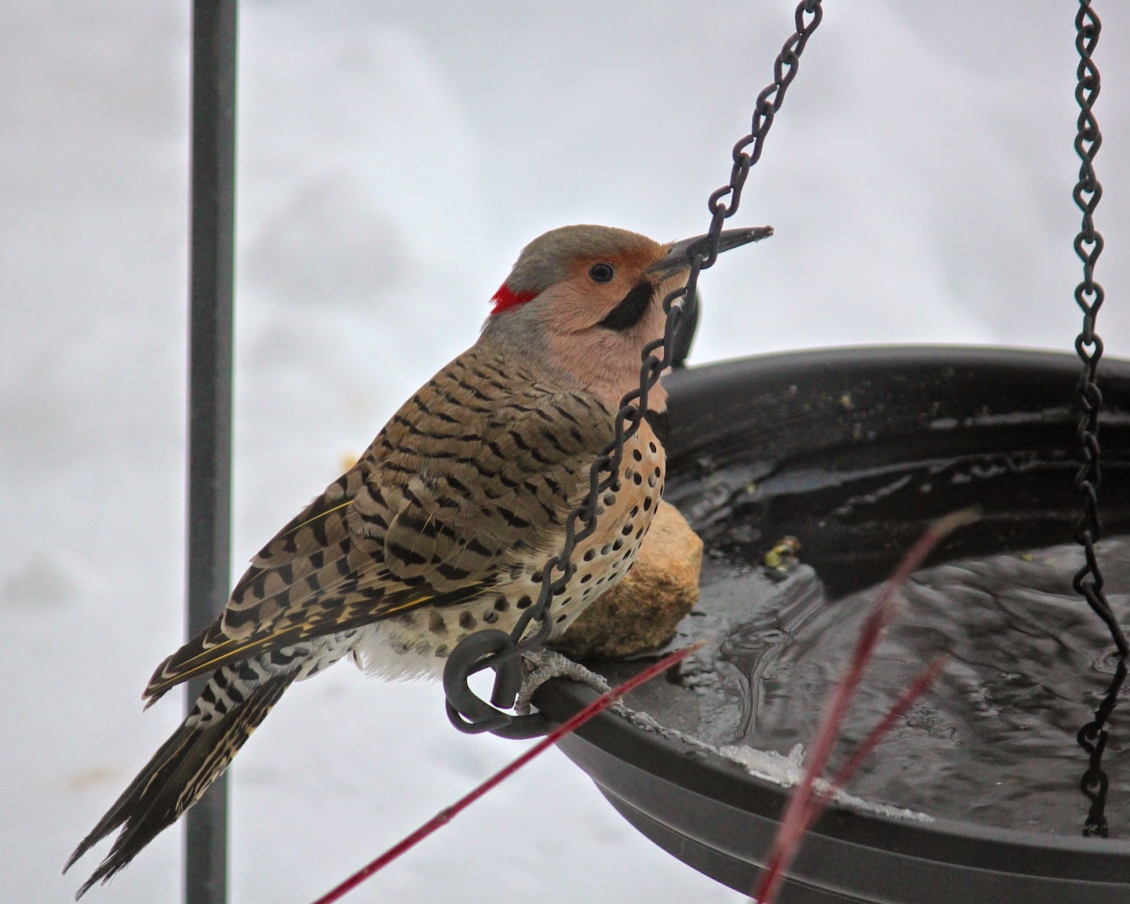 Red House Garden: The Resident Northern Flickers