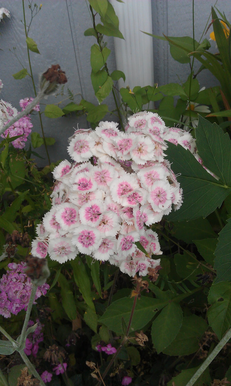 Smidgen Cakes: With Silver Bells and Cockle Shells...
