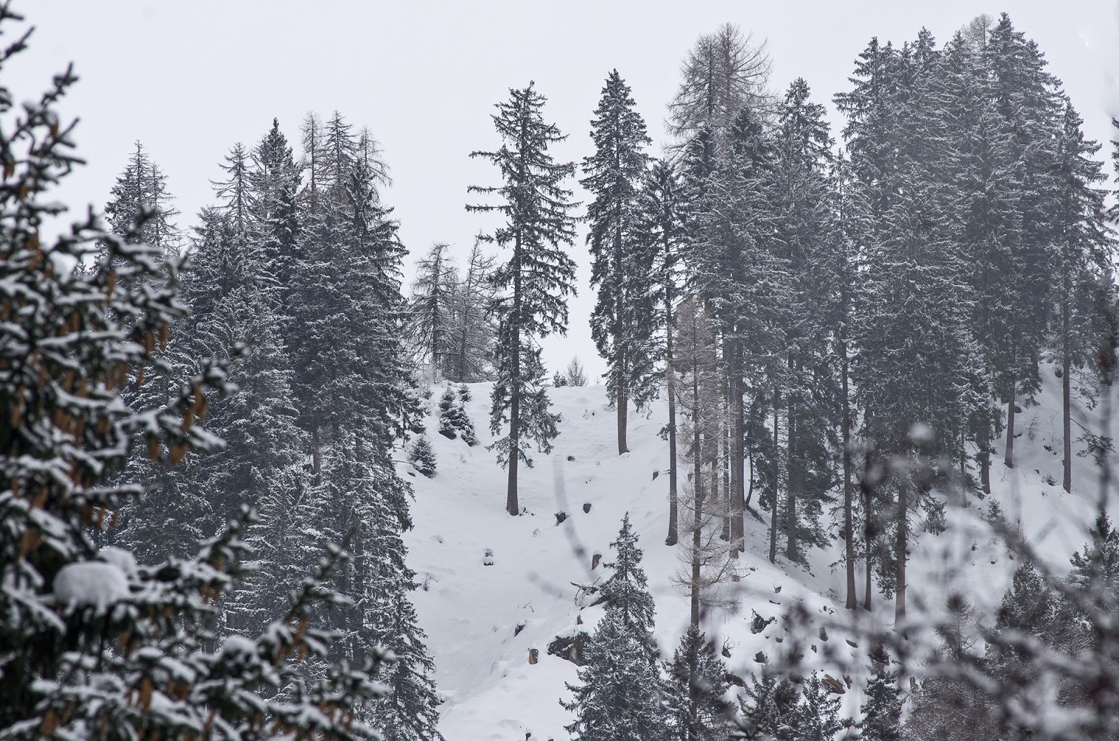 4 passi in Val di Sole: Nel silenzio del bosco innevato