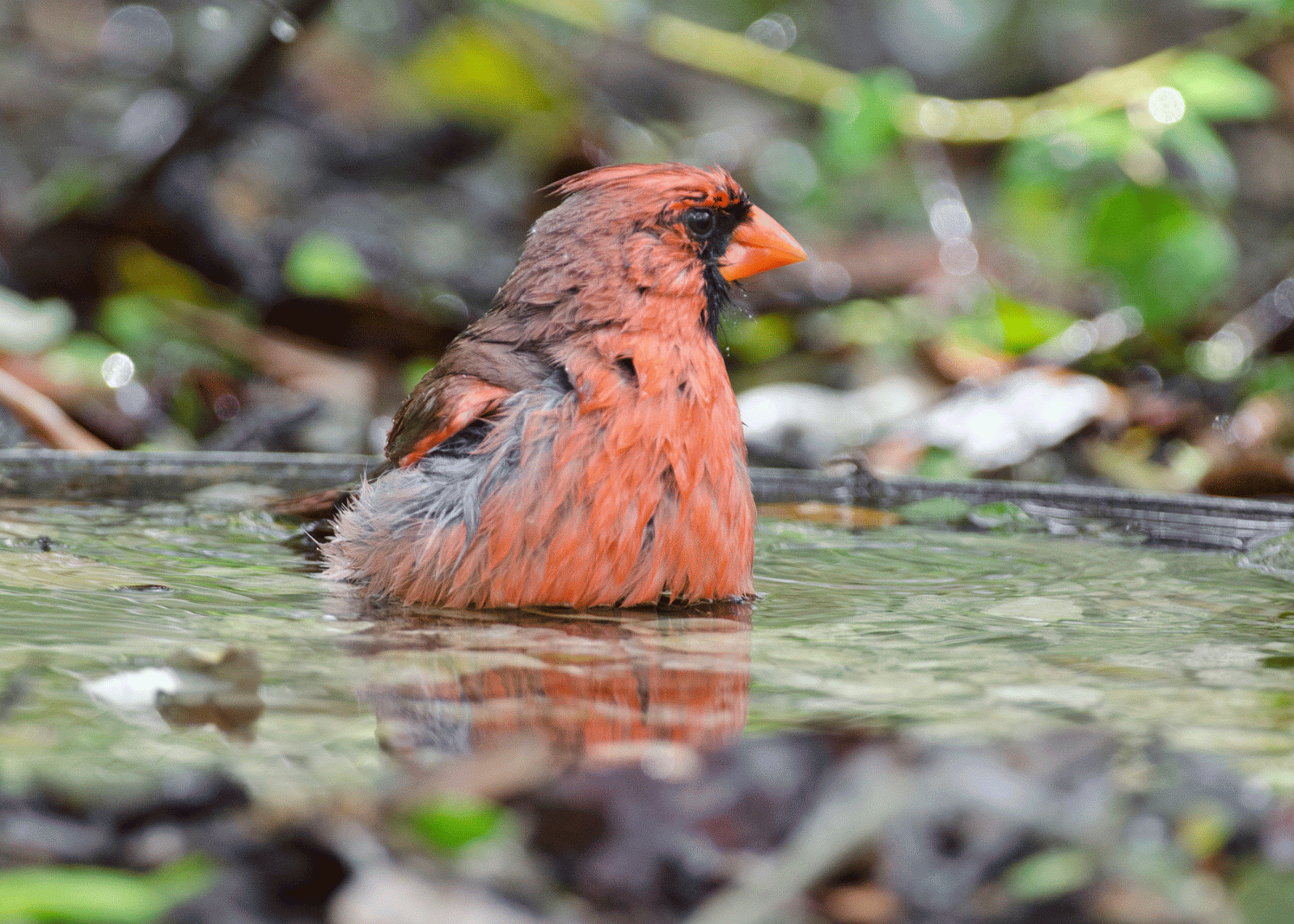 Journeys With Judy: Wet Birds