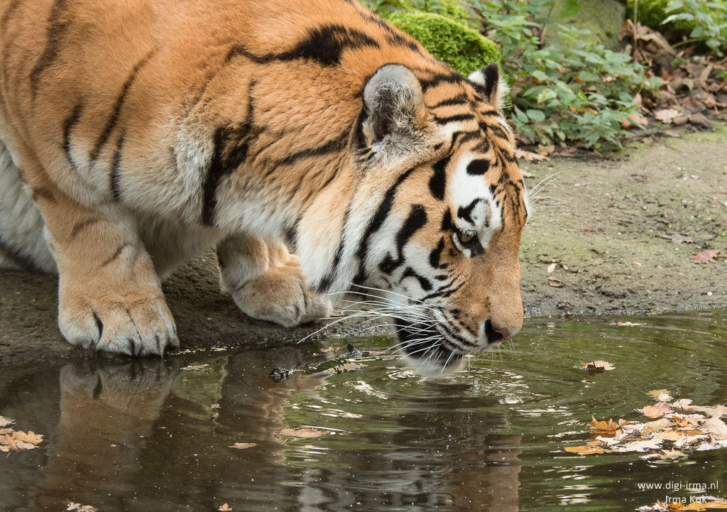 Irma's Natuurbeleving : Verschillende dieren