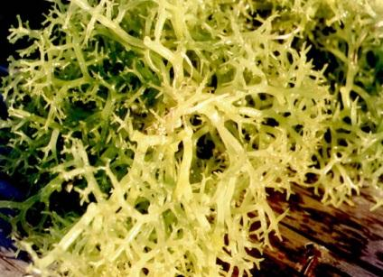 Kandungan dan Manfaat Rumput Laut dan Kegunaan ~ MEDIA PENYULUHAN ...