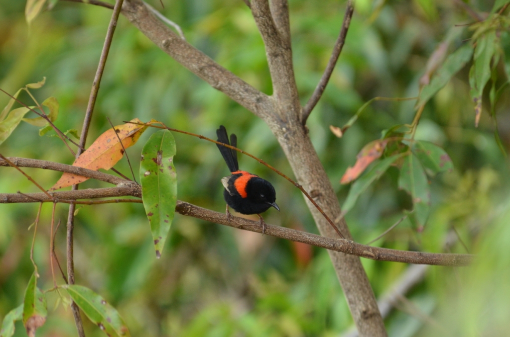 Australian Birds Photography: KEUNEA PHOTOGRAPHY: Birds of Coles Creek ...