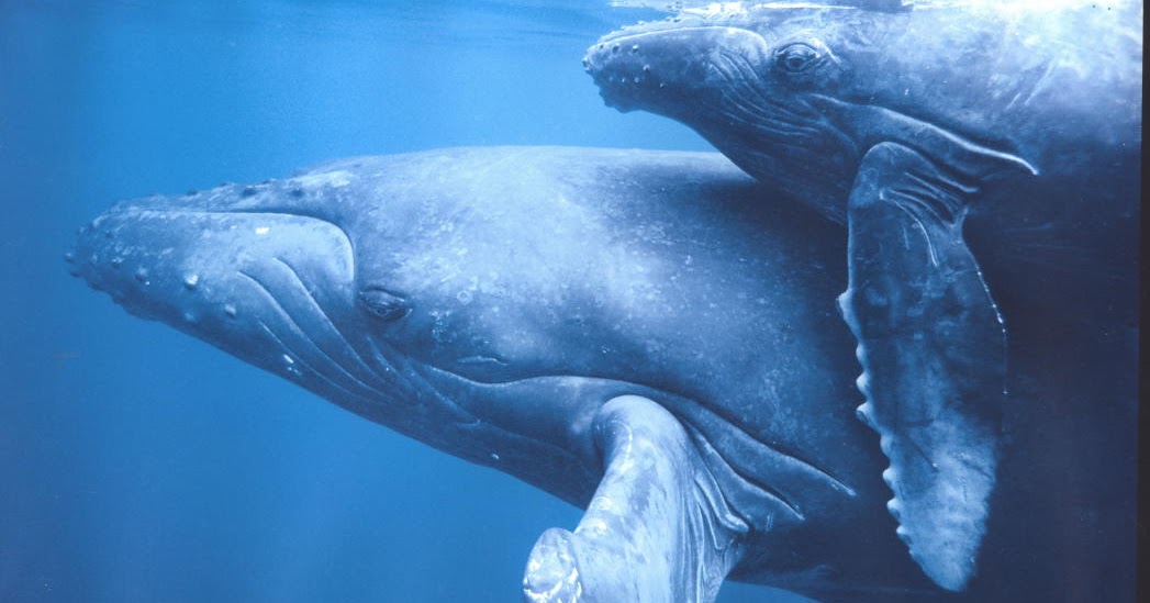 White Wolf : Incredible Encounter With Mom and Baby Whale (Video)