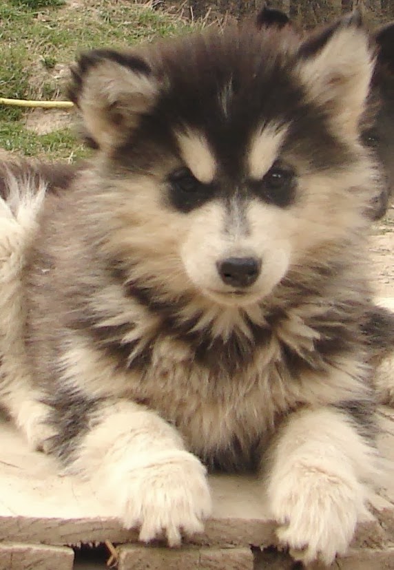 Nanook parc des chiens esquimaux: ACCEUIL