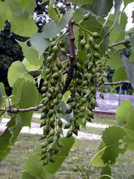 elarbolmiamigo-encinarosa: Populus deltoides / Álamo negro de ...