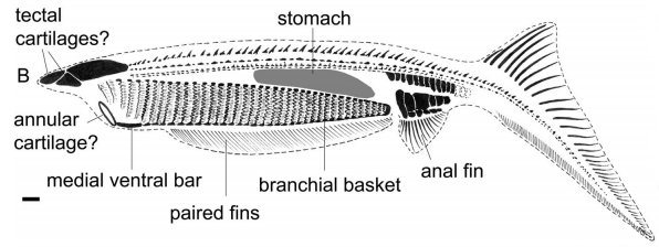 PaleoStories: Paleostoria dei Cyclostomi Parte 3: il "nudo" Euphanerops ...