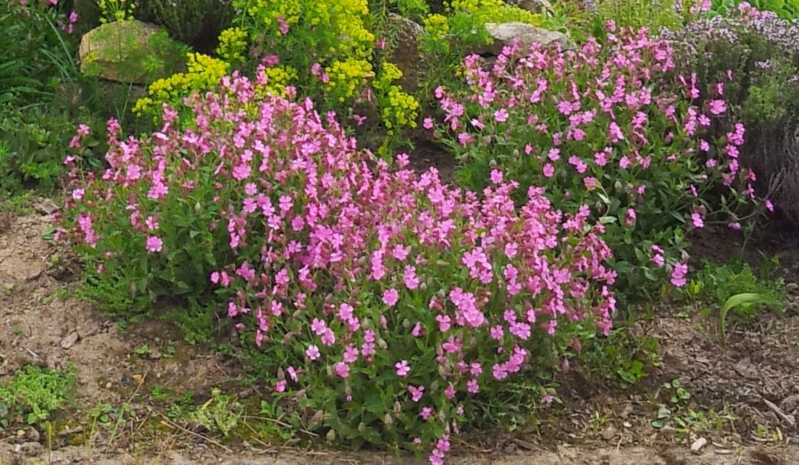 Le Jardin de la Garenne à Ascoux: vivaces roses