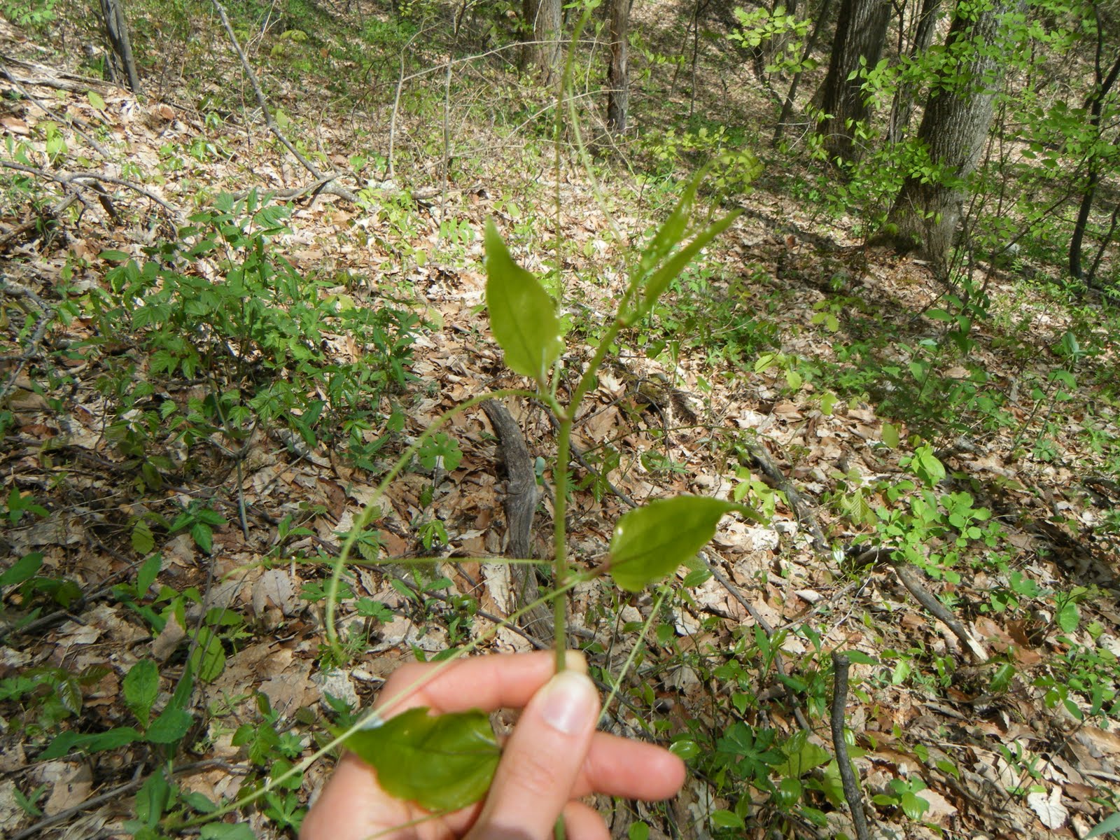 The Botanical Hiker: Tasty Trail Treats- Catbrier, Violet, and Star ...