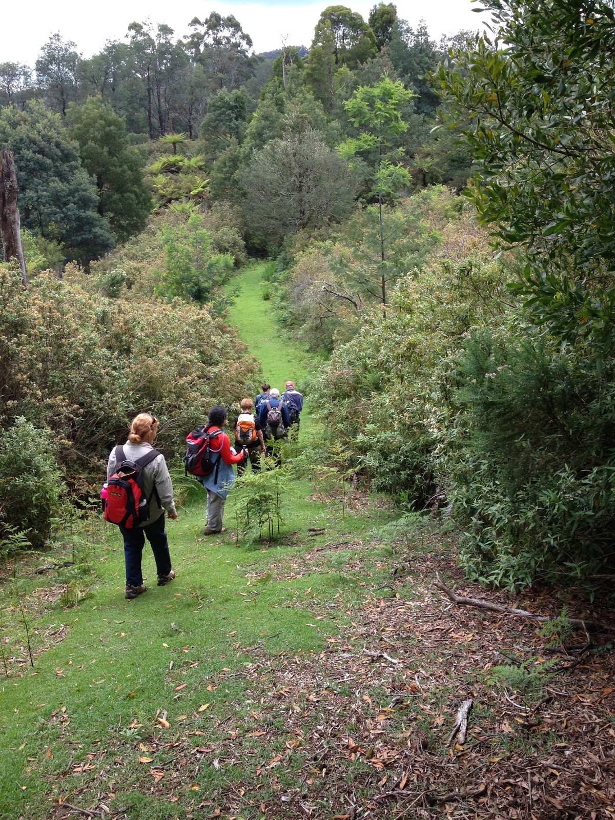 walkabouters club of victoria inc: Mount Worth State Park - Giants ...