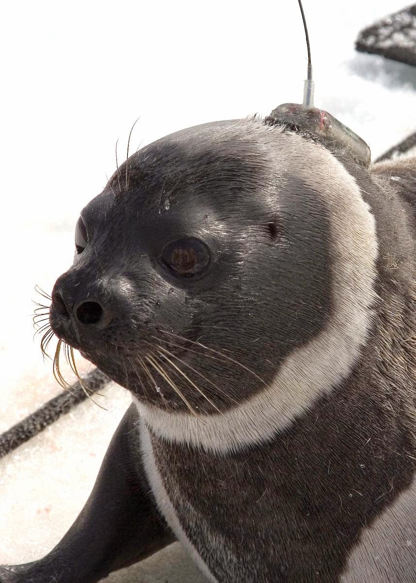 The Ribbon Seal: The Seal with Stripes | The Ark In Space