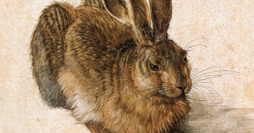 Miradas y Lugares: DURERO. LA LIEBRE. MIRADA