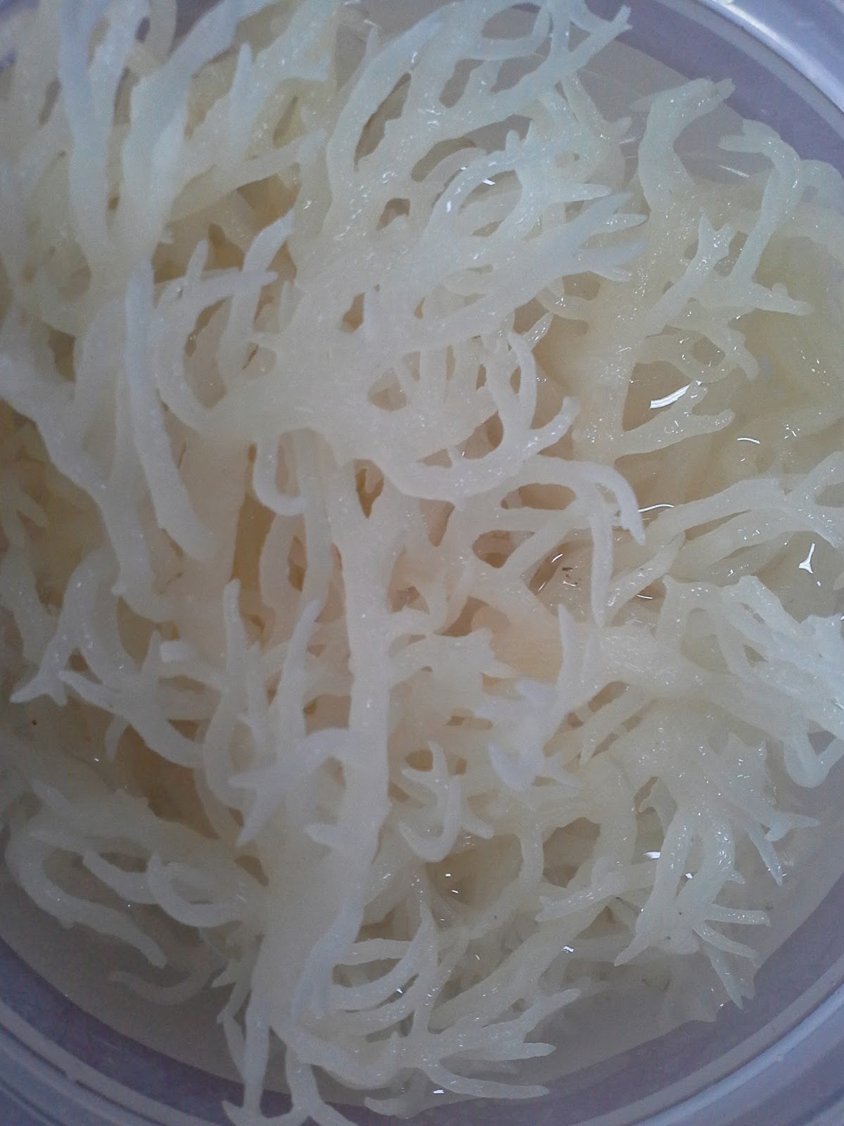 Rumput Laut Indonesia: Edible cottoni Rumput laut siap konsumsi ...