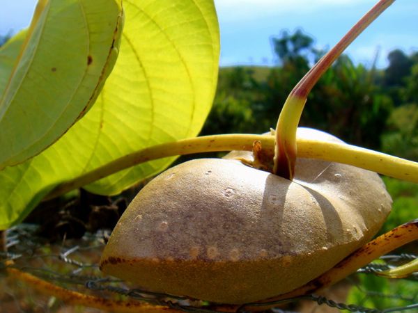 CARÁ-MOELA ~ Restauranter