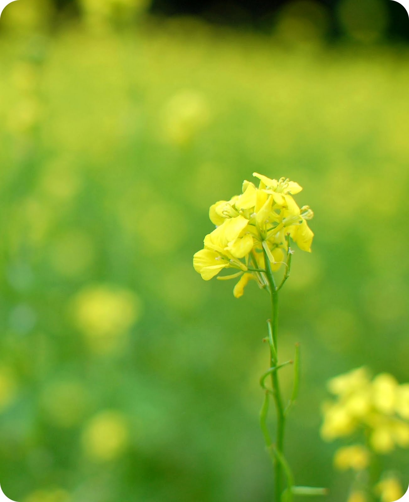 33 Shades of Green: Crazy Days of Summer: Yellow