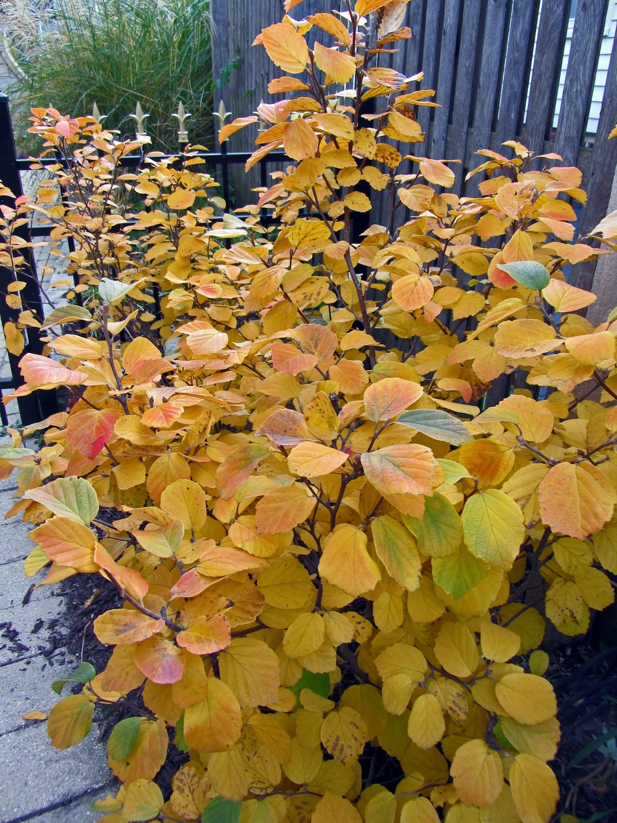 Gatsbys Gardens: Fall Color Is Not Just About The Trees!