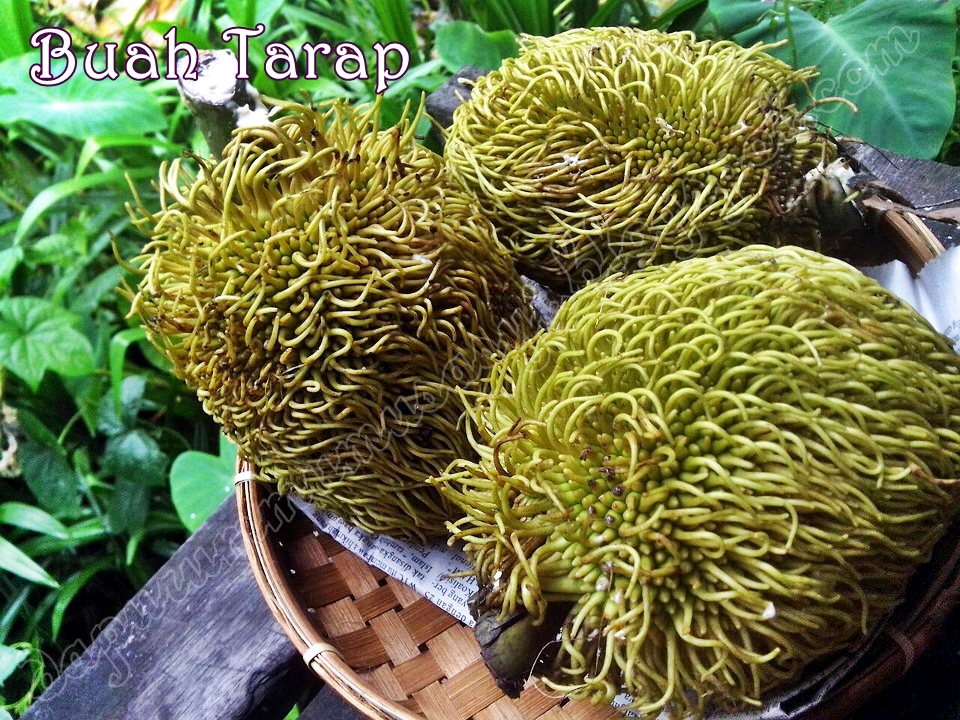 Cozy Kitchen : Buah Tarap