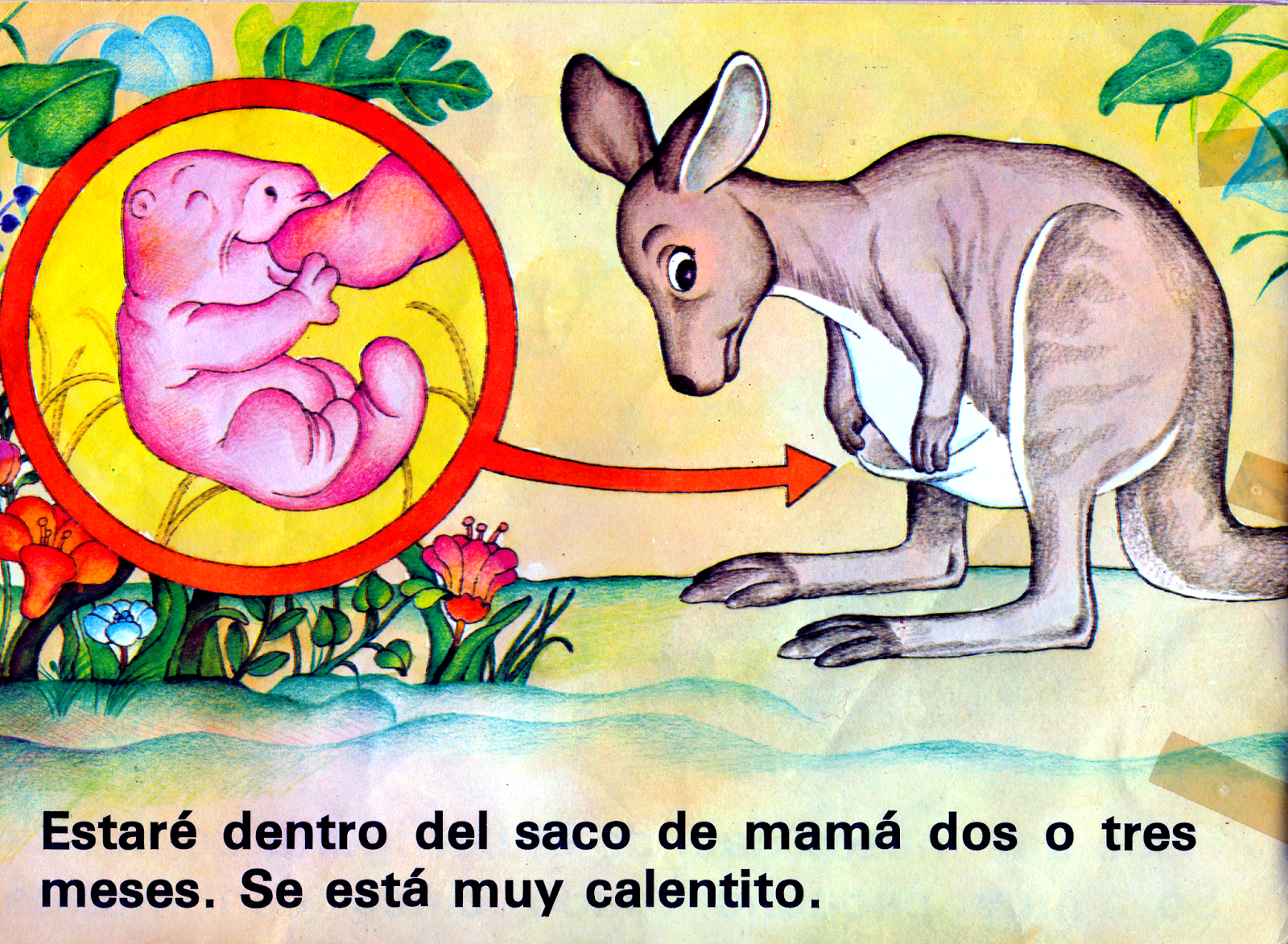 Escuela infantil castillo de Blanca: CUENTO: EL CANGURO