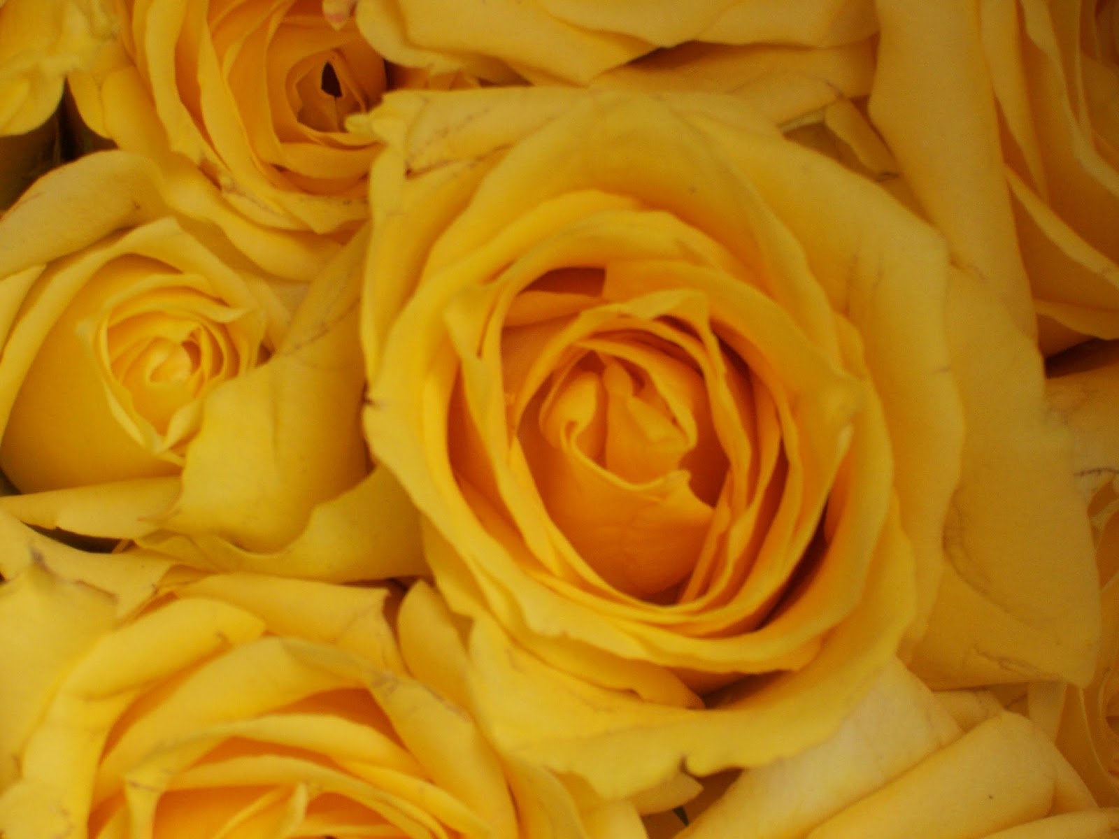 Agronas Farm Fresh Rose